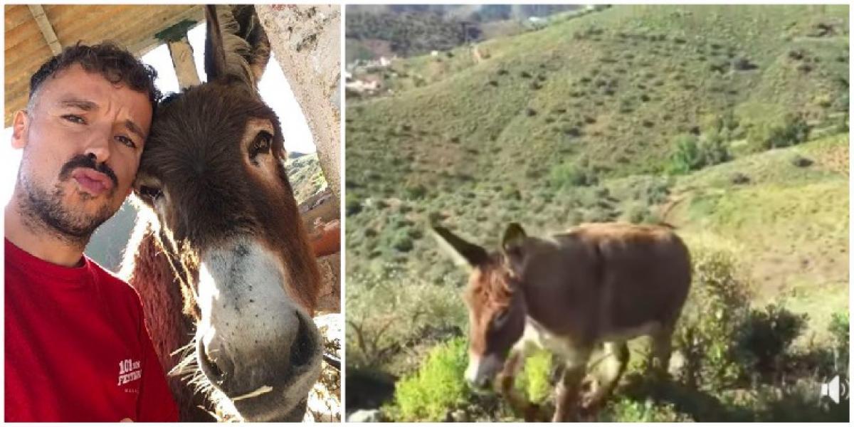 Baldomera, la burra más viral en esta cuarentena, es del Málaga CF